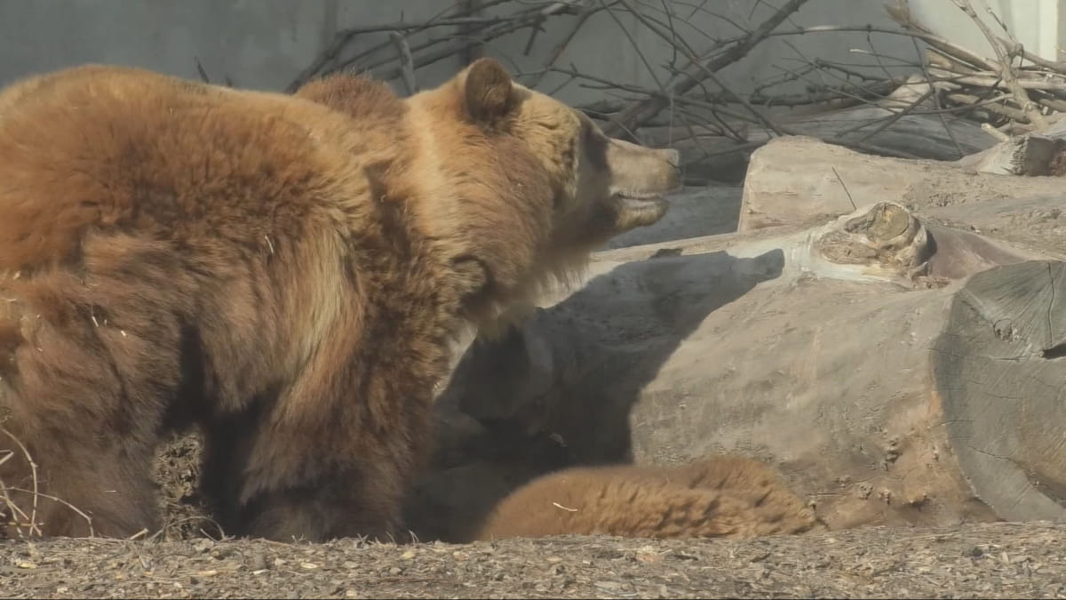 Переляки, тривожність і завивання: як тварини пережили рік війни у ...